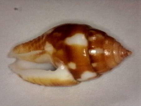 shellauction.net :: Mitrella species - 3695140