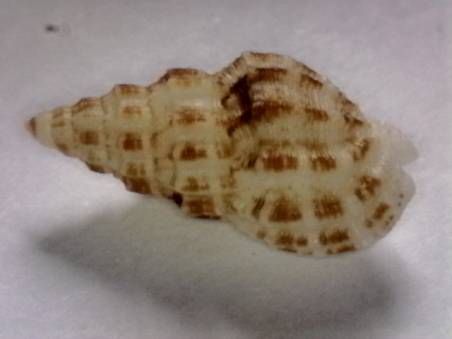 shellauction.net :: Phos species - 3695148