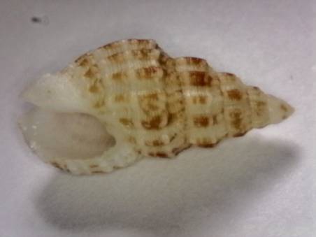 shellauction.net :: Phos species - 3695148