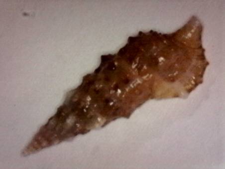 shellauction.net :: Cerithium species - 3695186