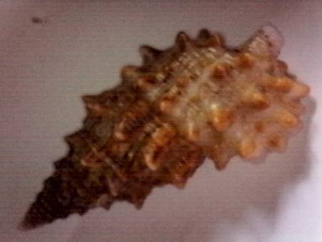 shellauction.net :: Cerithium species - 3695199