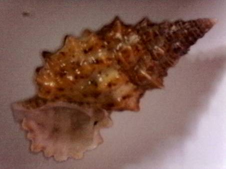 shellauction.net :: Cerithium species - 3695199