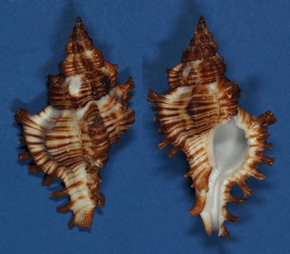 shellauction.net :: Chicoreus torrefactus - 3695323