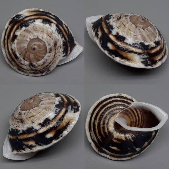 shellauction.net :: Papuina sp. - 3695353