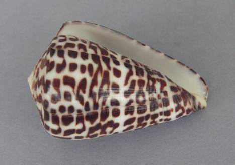 shellauction.net :: Conus eburneus - 3695399