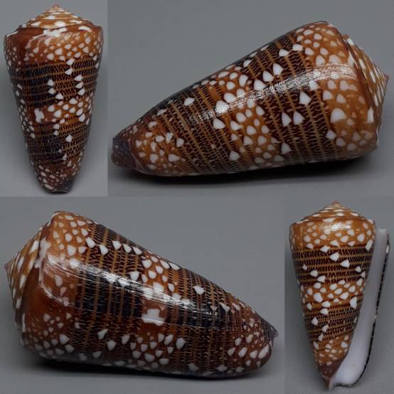 shellauction.net :: Conus nobilis victor - 3695414