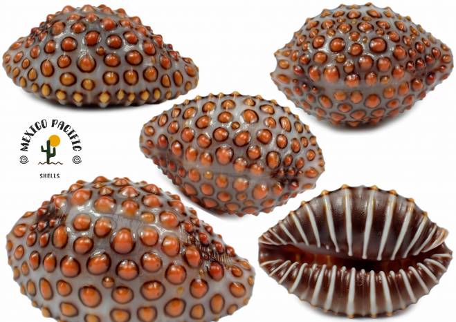 shellauction.net :: Jenneria pustulata - 3695444