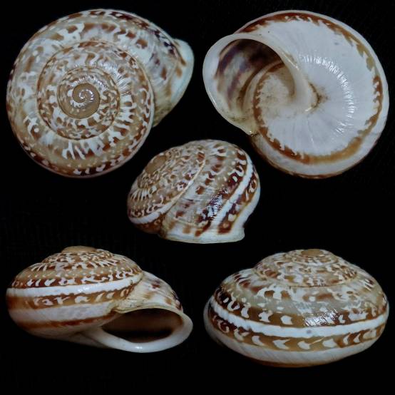 shellauction.net :: Iberus marmoratus - 3695524