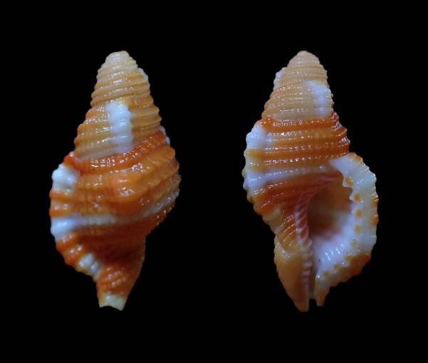 shellauction.net :: Cymatium rubeculum - 3695582