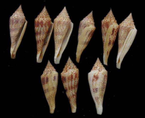 shellauction.net :: Conus orbignyi - 3695724