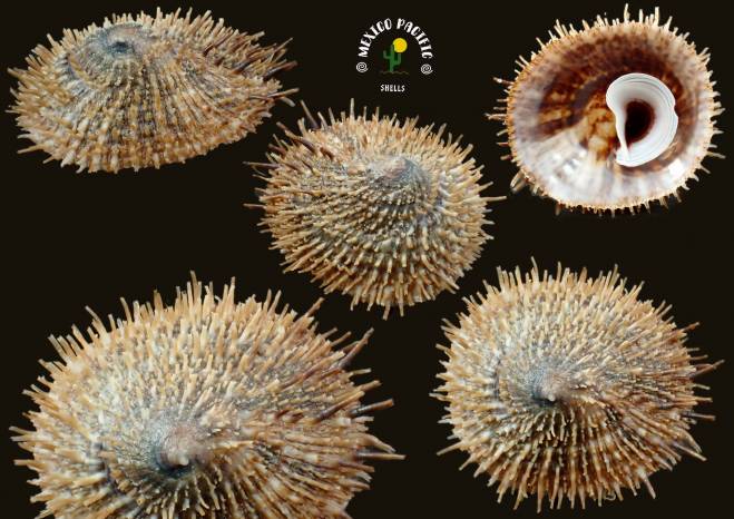 shellauction.net :: Crucibulum spinosum - 3695730