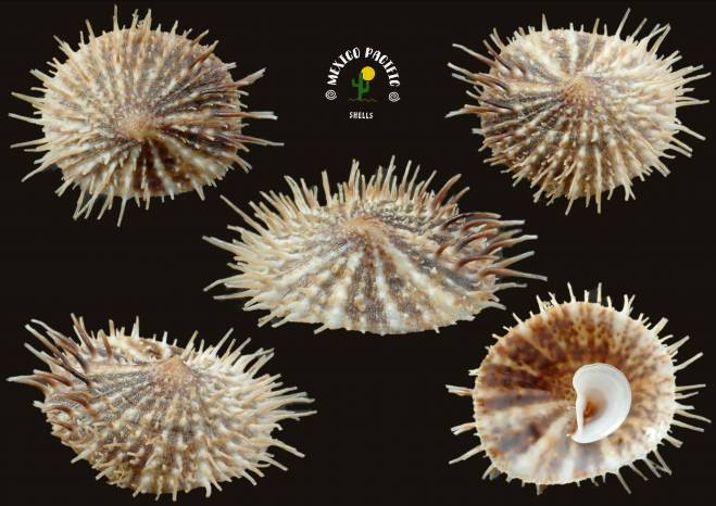 shellauction.net :: Crucibulum spinosum - 3695731