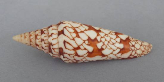 shellauction.net :: Conus milneedwardsi milneedwardsi - 3695802