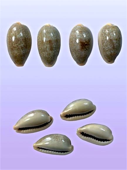 shellauction.net :: Erronea errones bimaculata - 3695815