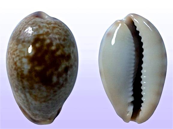 shellauction.net :: Erronea pallida - 3695823