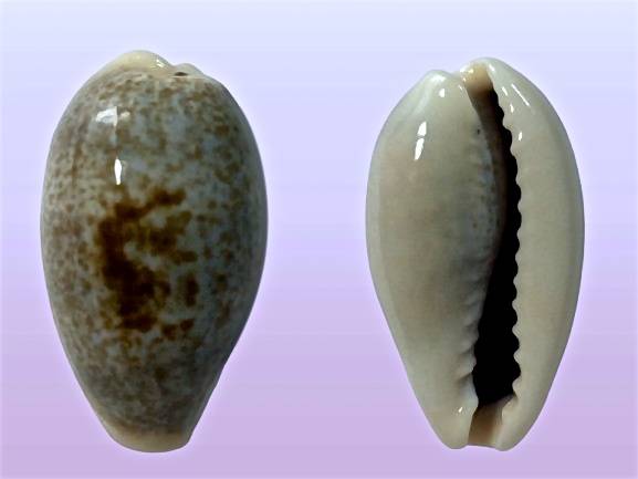 shellauction.net :: Erronea errones f. coxi - 3695828