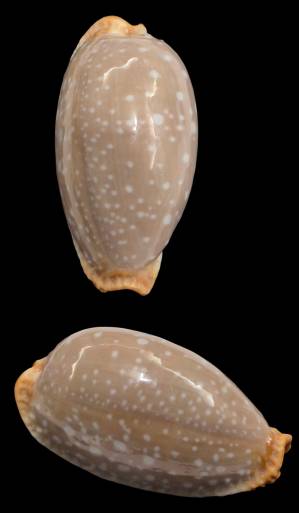 shellauction.net :: Staphylaea limacina - 3695855