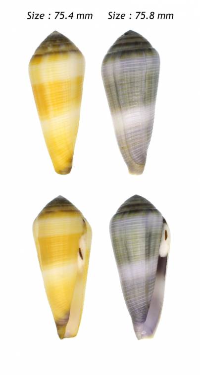 shellauction.net :: Conus terebra - 3695874