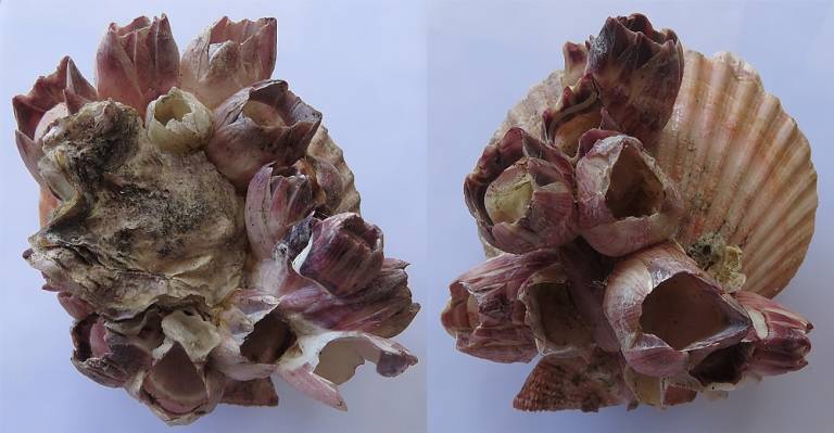 shellauction.net :: Chlamys senatoria - 3695909