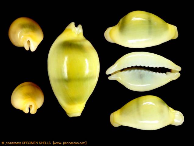 shellauction.net :: Cypraea moneta icterina - 3695945