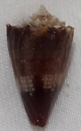 shellauction.net :: Conus chiangi - 3696023