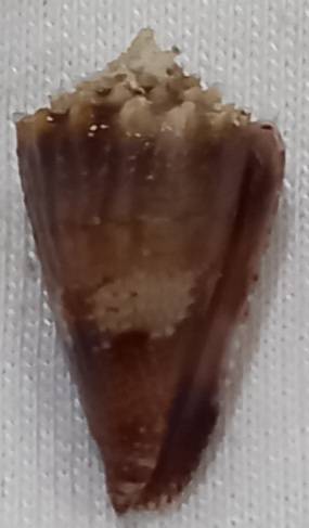 shellauction.net :: Conus chiangi - 3696023