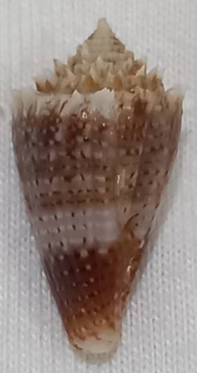 shellauction.net :: Conus chiangi - 3696024