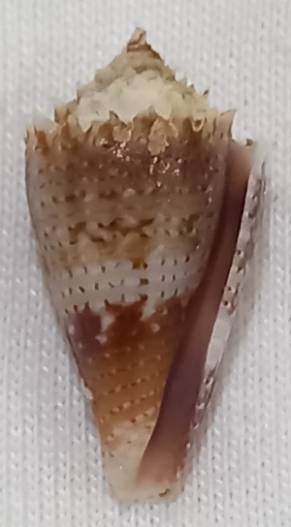 shellauction.net :: Conus chiangi - 3696024