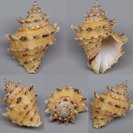 shellauction.net :: Thais sp. - 3696055