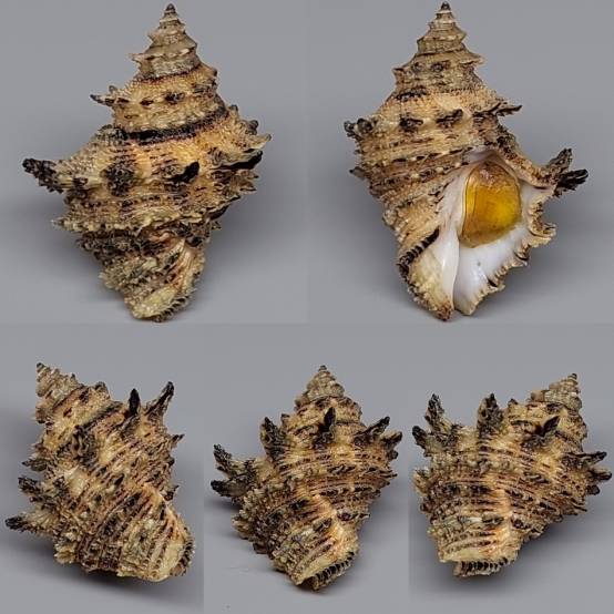 shellauction.net :: Thais sp. - 3696056