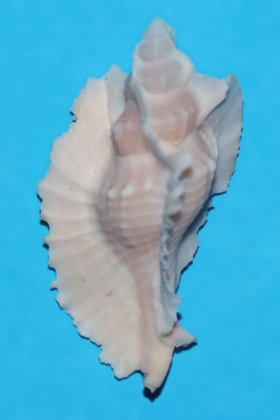 shellauction.net :: Timbellus bednalli - 3696136