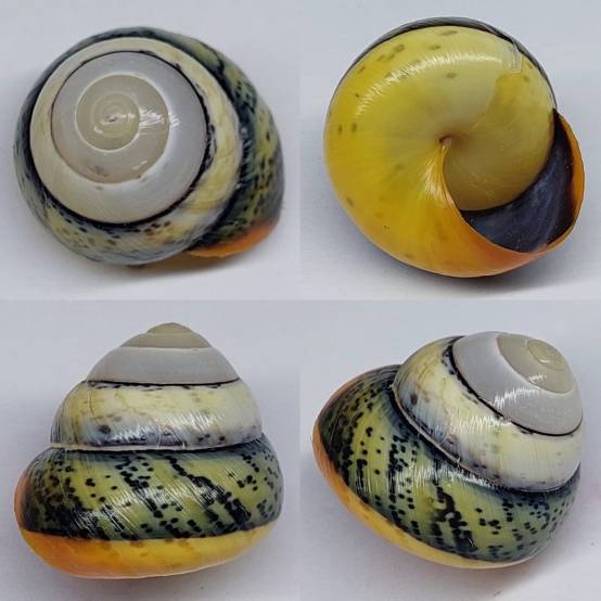 shellauction.net :: Asperitas trochus polymorpha - 3696464