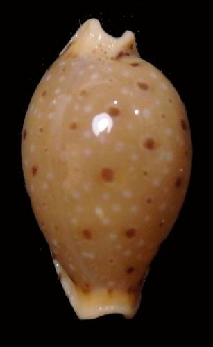 shellauction.net :: Naria beckii - 3696677