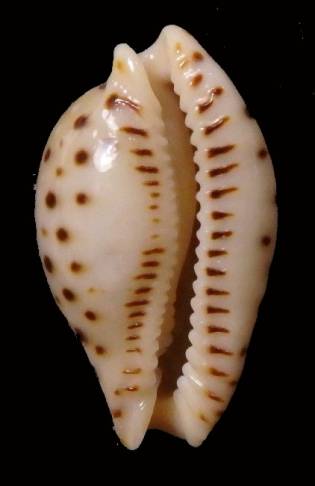 shellauction.net :: Naria beckii - 3696677