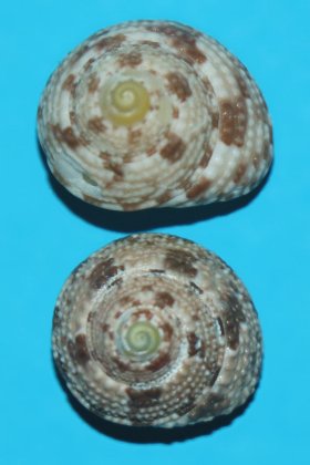 shellauction.net :: Clanculus limbatus - 3696725