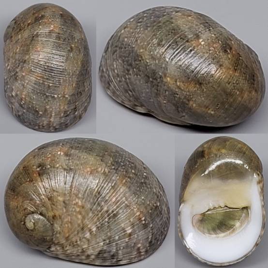 shellauction.net :: Nerita litterata - 3696749