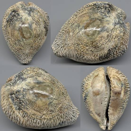 shellauction.net :: Barycypraea ovata murisimilis - 3696820