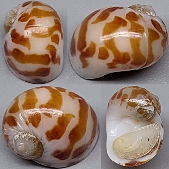 shellauction.net :: Natica sp. - 3696899