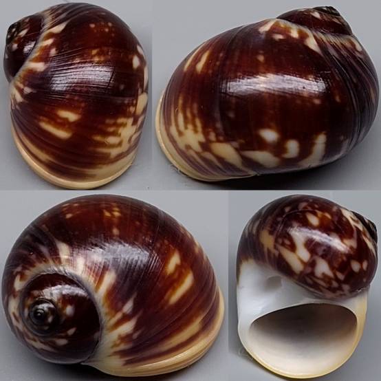 shellauction.net :: Natica sp. - 3696953