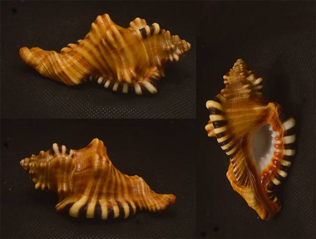 shellauction.net :: Cymatium (Lotoria) perryi - 3697010