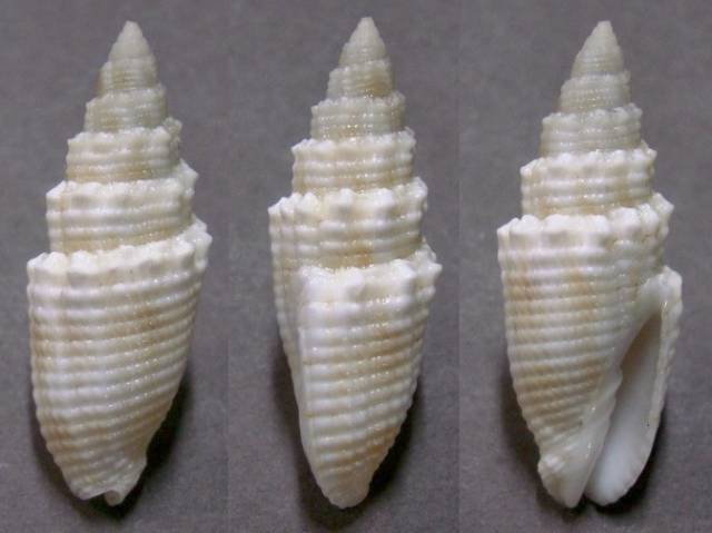 shellauction.net :: Quasimitra sophiae - 3697044