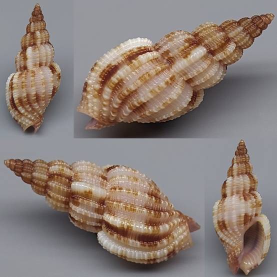 shellauction.net :: Phos roseatus - 3697068