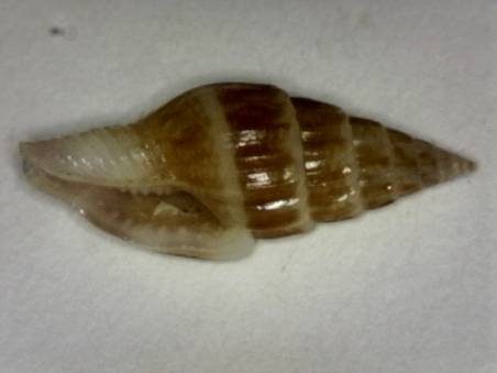 shellauction.net :: Mitrella species - 3697135