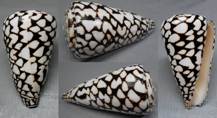 shellauction.net :: Conus marmoreus - 3697274