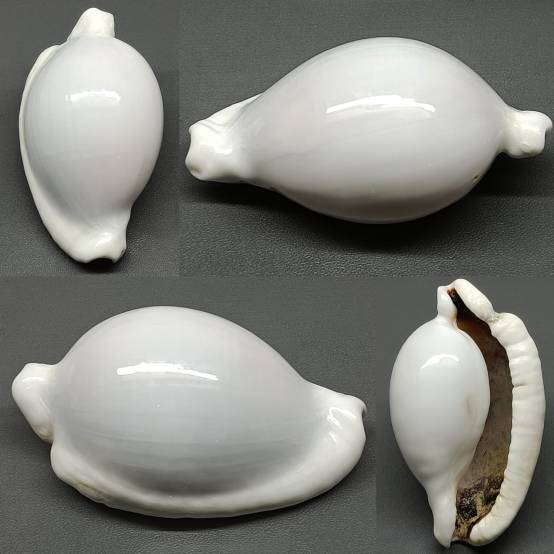 shellauction.net :: Ovula ovum - 3697275