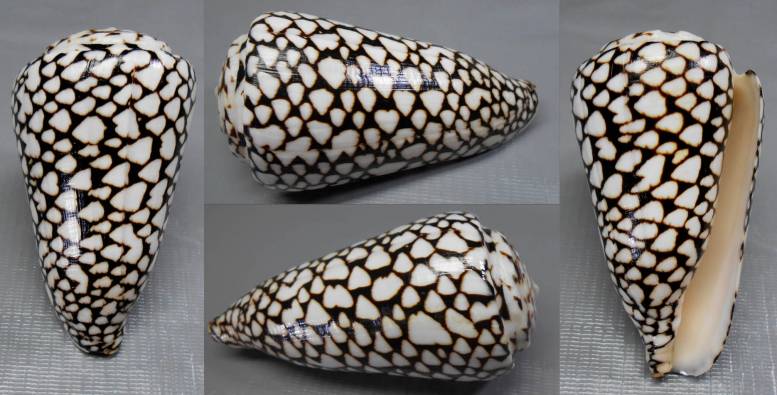 shellauction.net :: Conus marmoreus - 3697314
