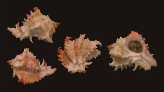 shellauction.net :: Hexaplex kuesterianus - 3697398