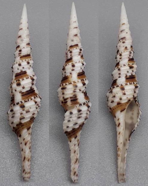 shellauction.net :: Turris sp. - 3697443