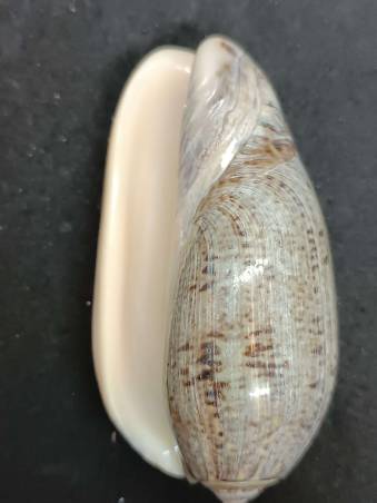 shellauction.net :: Oliva incrassata - 3697464