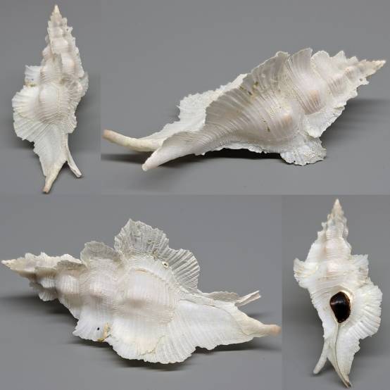 shellauction.net :: Pterynotus alatus - 3697517